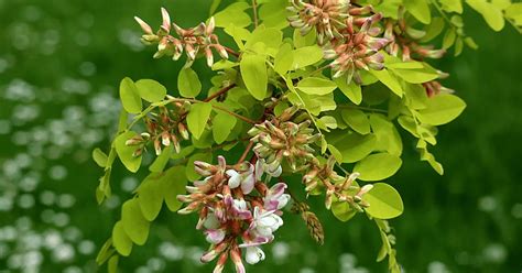 Black Locust Uses Care And Identification Timber Blogger
