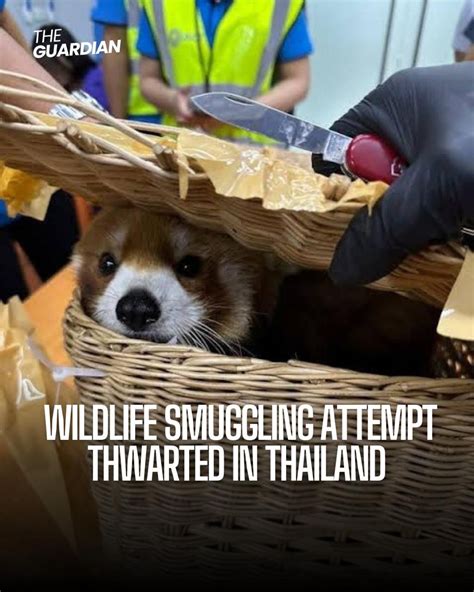 Wildlife Smuggling Attempt Thwarted In Thailand Usa Guardian