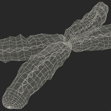 3d Chromosome