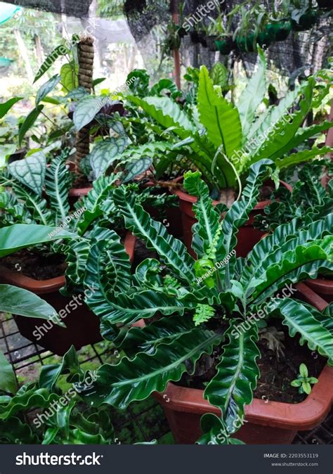 Are Bryophytes Seedless Vascular Plants At Douglas Reddin Blog