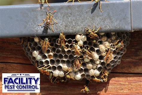 Wasp Life Cycle Lifespan And Peak Danger Times