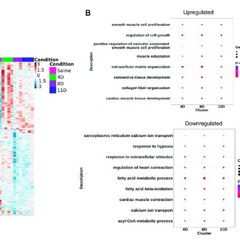 Transcriptomic Analysis Of The Isoproterenol Treated Hearts Rna
