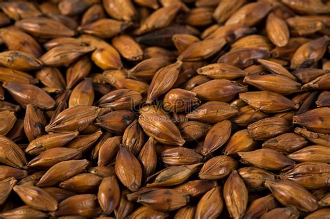 보리차 이미지 사진 500933098 무료 다운로드