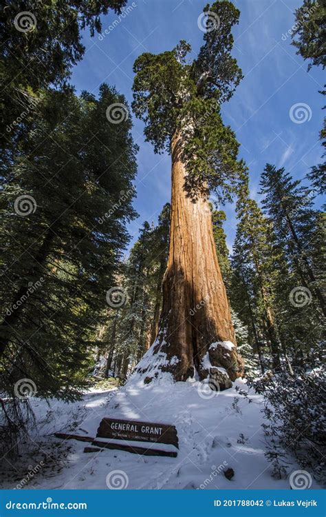 Sequoia Tree In Sequoia National Park During Winter California Stock