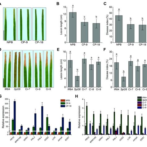 Disease Evaluation And Relative Expression Of Defense Response Genes