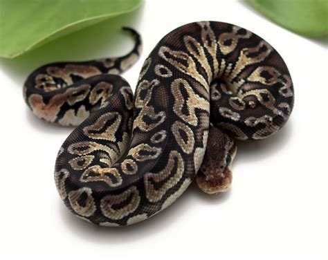 Hgw Pastel Het Red Axanthic Ball Python By Dynasty Reptiles Morphmarket Hgw Pastel Het Red Axanthic Ball Python By Dynasty Reptiles Morphmarket