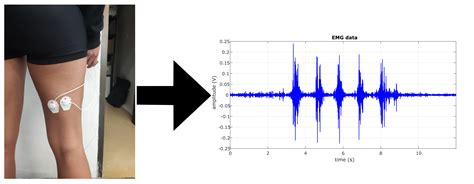 Electromyography Of The Biceps Femoris During The Gait Cycle Dataset