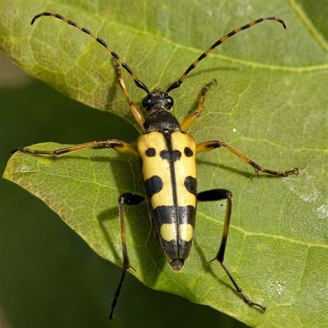 Longhorn Beetle A Yellow And Black Spotted Longhorn Beetle B Flickr