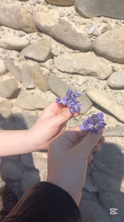 იები🪻 ია იები ყვავილები გაზაფხული კახეთი საგარეჯო ყვავილი საქართველო 🇬🇪 Youtube