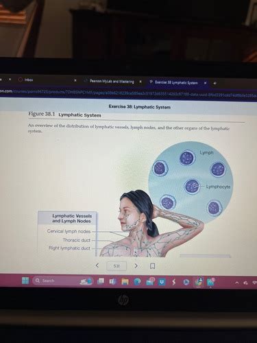 Anatomy Lab Lymphatic System Flashcards Quizlet