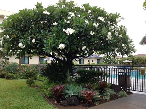 Plumeria Tree In Tropical Garden