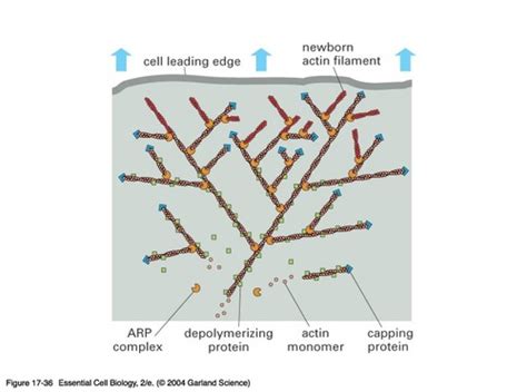 Lecture Cytoskeleton II Flashcards Quizlet