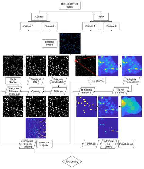 workflow of the sofoco algorithm used for foci density quantification