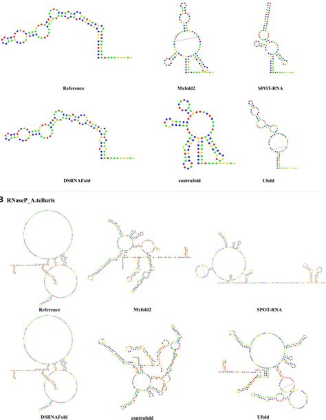深度学习与结构上下文分析融合的rna二级结构预测方法dsrnafold 生物通 深度学习与结构上下文分析融合的rna二级结构预测方法dsrnafold 生物通