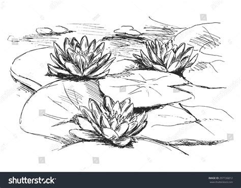 Hand Sketch Water Lilies Stock Vector Royalty Free 297726812 Shutterstock