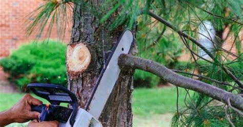 Tree Cutting Services Perth Large Tree Cutting Perth Northern Suburbs
