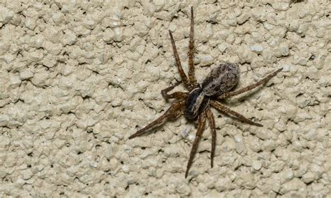 Where Do Wolf Spiders Live In Your House At Eleanor Noel Blog