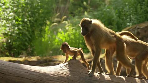 Porno Dreh In Kölner Seilbahn Sally Dinosaur Droht Nach Gondel Quickie Dickes Bußgeld