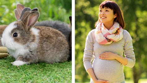 The Rabbit Test And Other Bizarre Methods Of Detecting Pregnancies From History