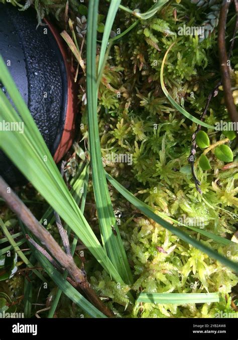 Boreal Bog Sedge Carex Magellanica Irrigua Plantae Stock Photo Alamy