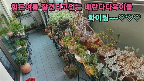 다육이♡ 힘든여름 잘견디고 있는 베란다다육이들 화이팅💓💓 Youtube