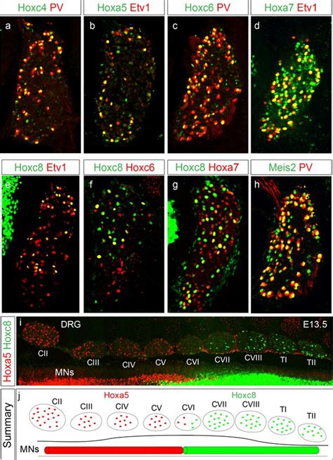 figures and data in intrinsic control of neuronal diversity and
