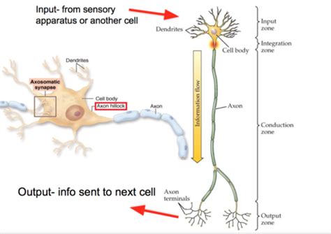 multipolar neuron input zones