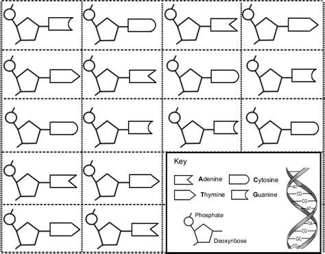 DNA Ideas Dna Science Lessons Biology Lessons