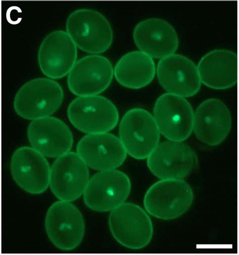 Postzygotic Reproductive Isolation Via Sequestration Of A Transposon