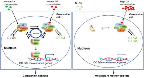 Developmental Cell 福建农林大学蔡汉阳 秦源课题组取得大孢子母细胞发育研究新进展 基因组与生物技术研究中心