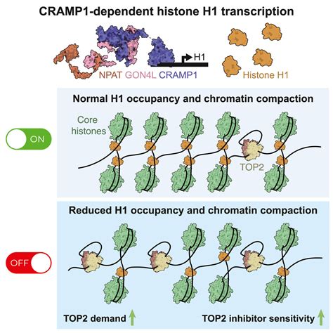 Cramp1 Dependent Histone H1 Biogenesis Is Essential For Topoisomerase