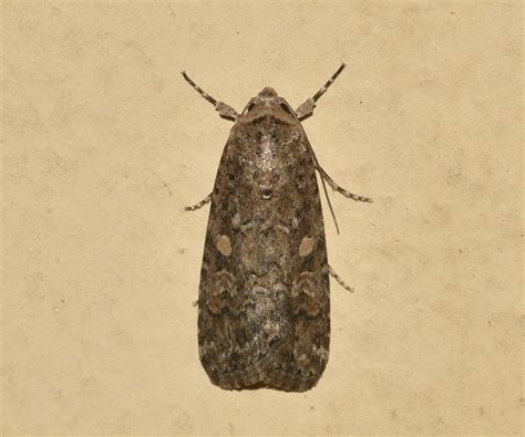 Spodoptera Exigua Noctuidae Butterflies Of Crete