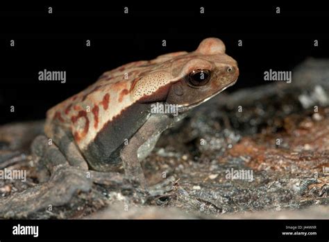 Toad Face Hi Res Stock Photography And Images Alamy