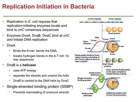 Genetics Chapter 7 Dna Structure And Replication Ppt