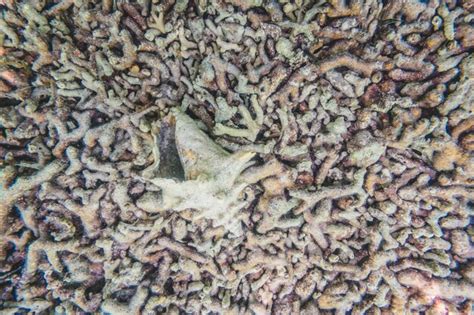 Premium Photo Dead Corals Texture