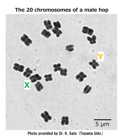 Suntory Global Innovation Center Succeeds In Elucidating The Sex