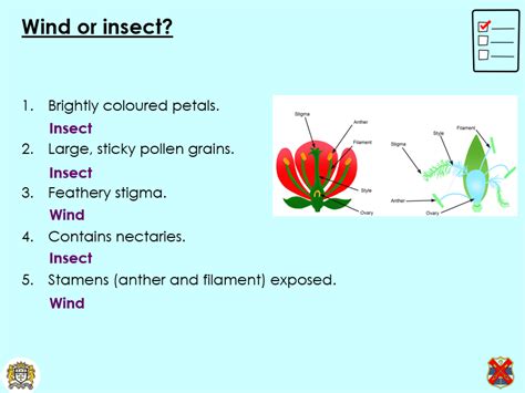 Ks3 Pollination Lesson Wind Vs Insect Teaching Resources