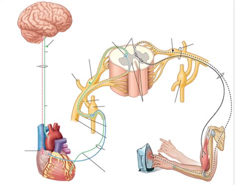 spinal nerve components quiz