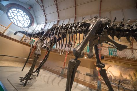 Diplodocus Skeleton