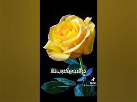 #надобраніч - YouTube