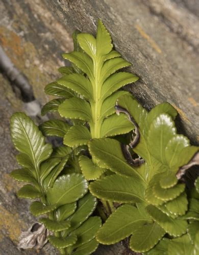 Variedad Asplenium Obtusatum Sphenoides · Naturalista Colombia