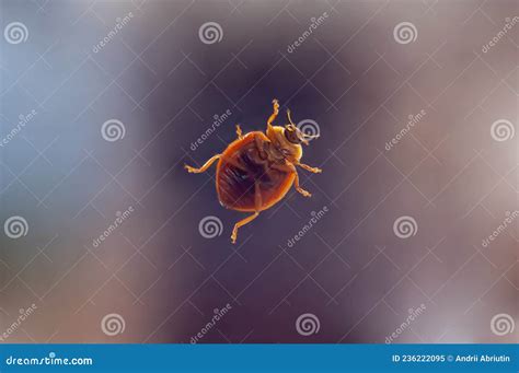Ladybug On Glass In Backlight Bottom View Belly And Legs Stock Image Image Of Small Close