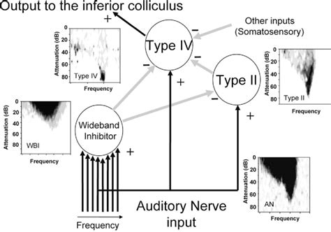 The Proposed Network Of Cells In The Cochlear Nucleus That Result In