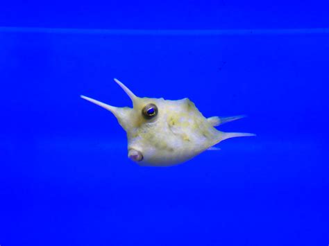 Cow Fish
