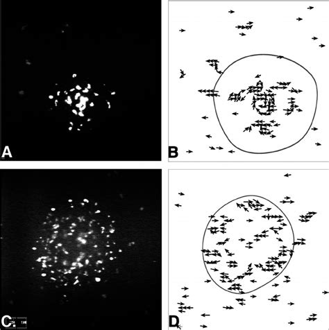 Pde Null Cells Move Randomly In Chimeric Mounds The Pde Null Mutant