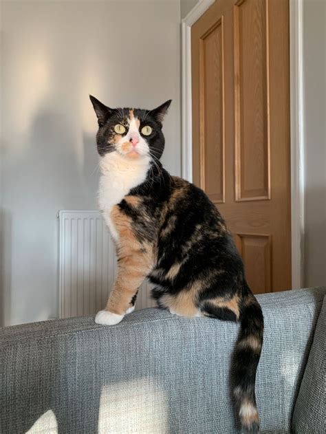 Tortoise Shell Cats Tortoise Shell Cat Beautiful Cats Cats