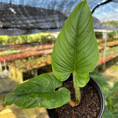 Philodendron Serpens Your Indoor Green Oasis Xu Farm