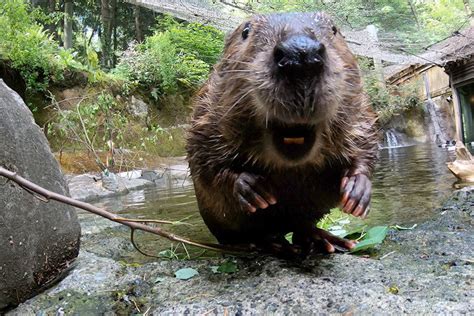 Phil Who Oregon Zoos Beaver Stumptown Fil Calls For An Early Spring