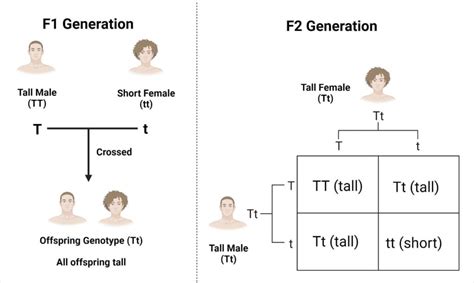 Mendelian Inheritance Mendelism Or Mendelian Genetics