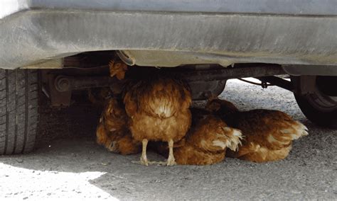 Will Chickens Run Away When Free Ranging